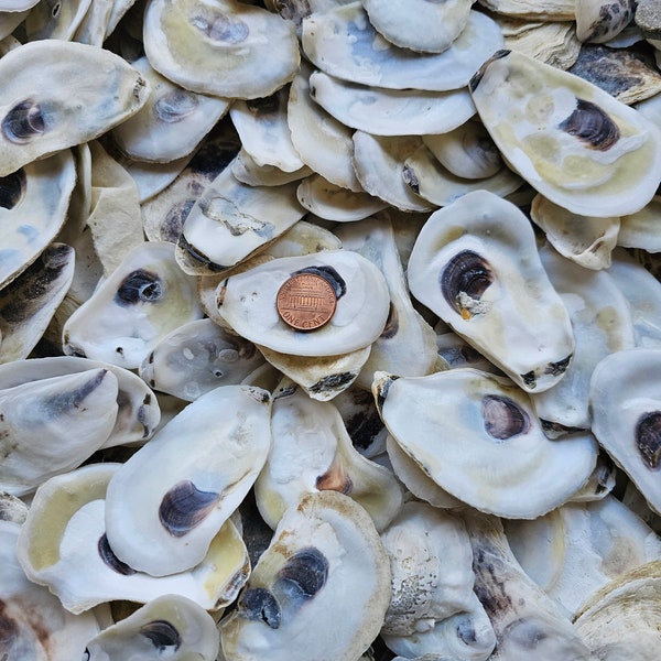 Oyster Shells Bulk - Etsy