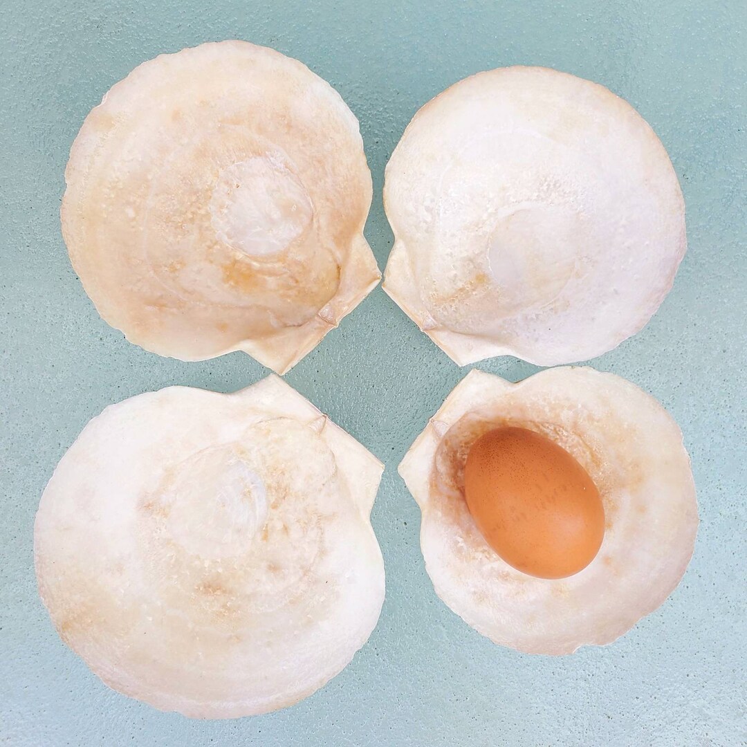 8 Shells 4" up to 5 1/2 Large Sea Scallop Shells. 4 Shell CUP and FLAT ...
