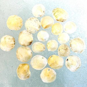 50 Gold Jingle Shells , Mermaid Toenails , Saddle Oysters. 1/4 up to 1 ...