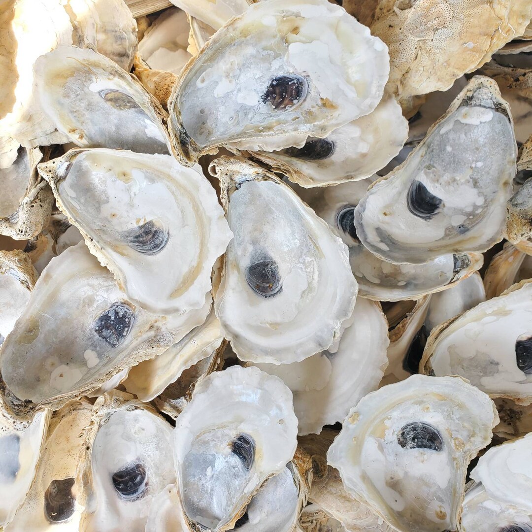 6 Extra Large 4 1/4 up to 5 Cup Oyster Shells . CUP Side From Cape Cod ...