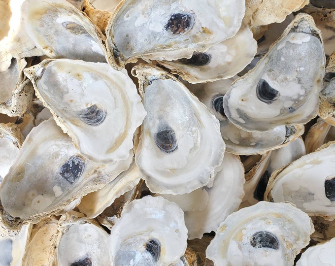 6 Extra Large 4 1/4 up to 5 Cup Oyster Shells . CUP Side From Cape Cod ...
