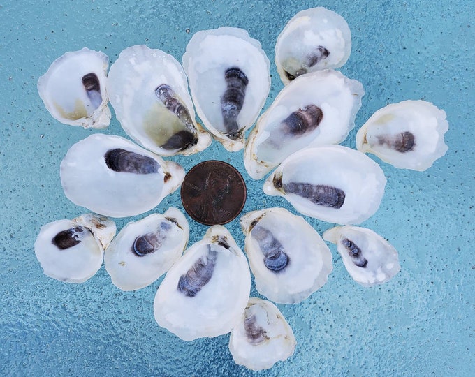 12 Tiny Little Baby Oyster Shells CUPS From 1/2" up to 1 1/2" . Natural ...