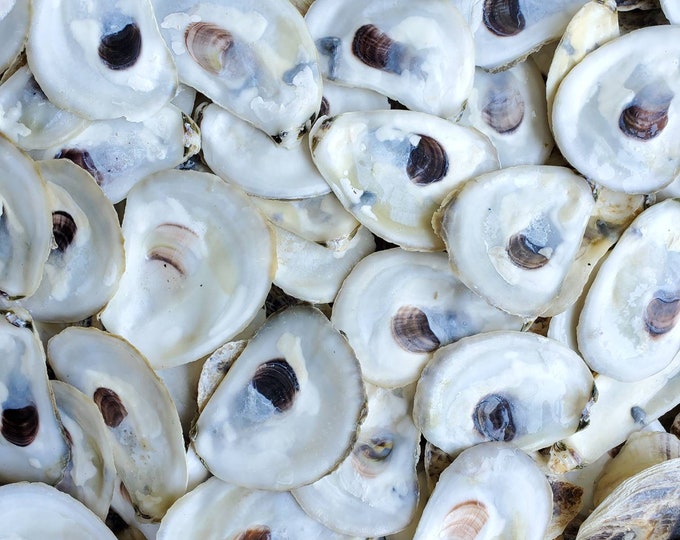 12 Large FLAT SIDE 3 1/4 up to 4 Oyster Shells. Drilled Available Flat ...
