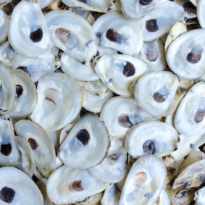 Drilled Sea Shells - Etsy