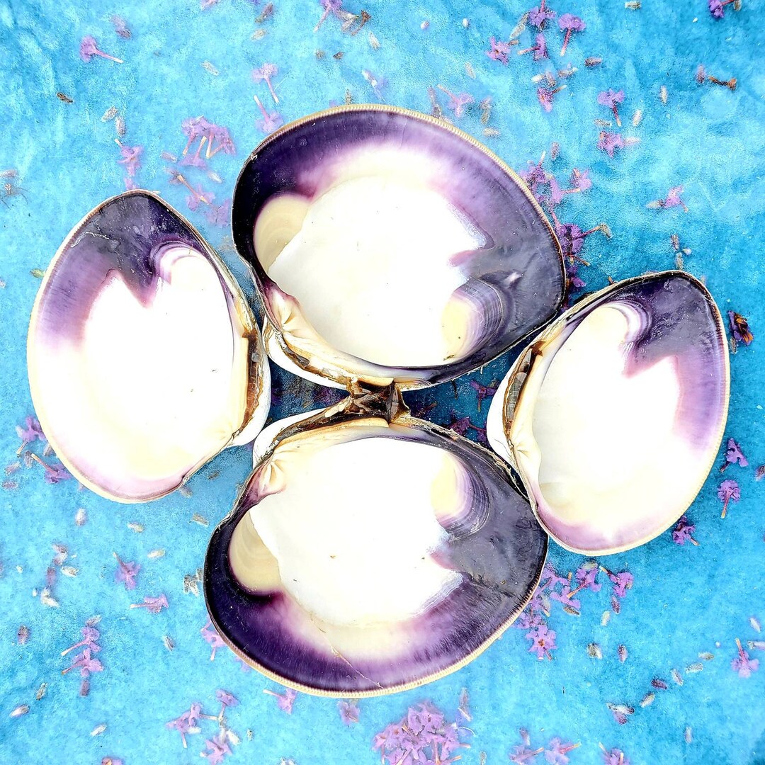 4 Quahog Clam Shells. 3" up to 3 3/4 Wampum Shells of Cape Cod Wampum ...