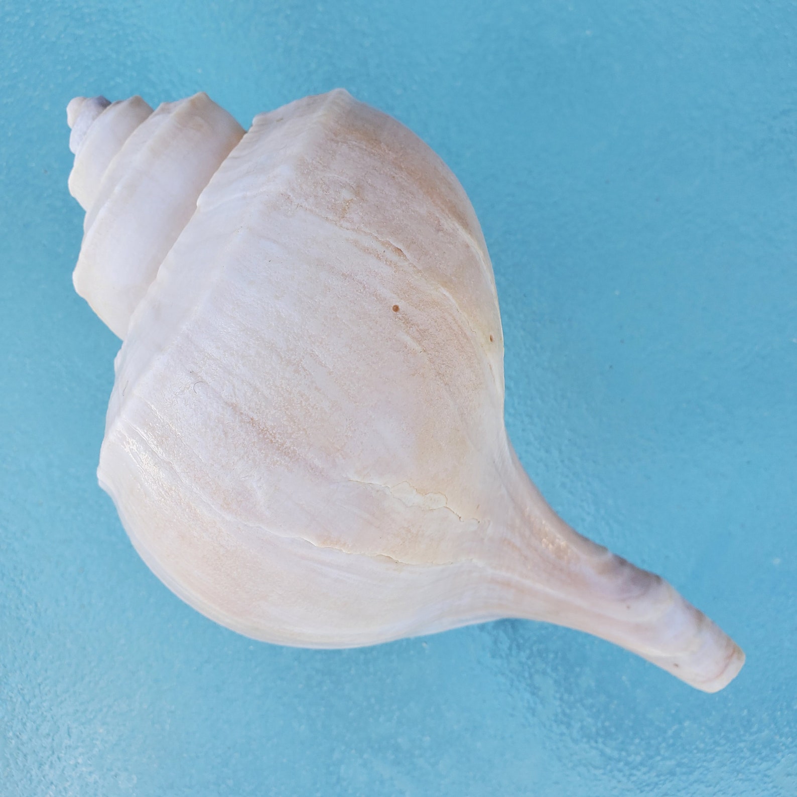 1 Cape Cod Channeled Whelk Shells. 6 to 3 Long | Etsy