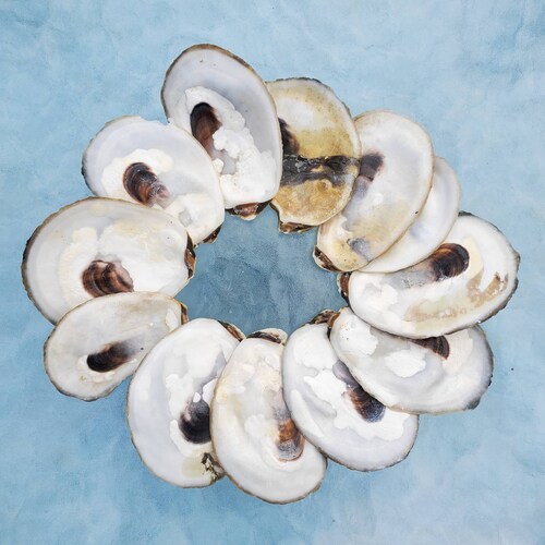 Beach Decor White Bubble Shells 15 Bubble Shell Seashell | Etsy