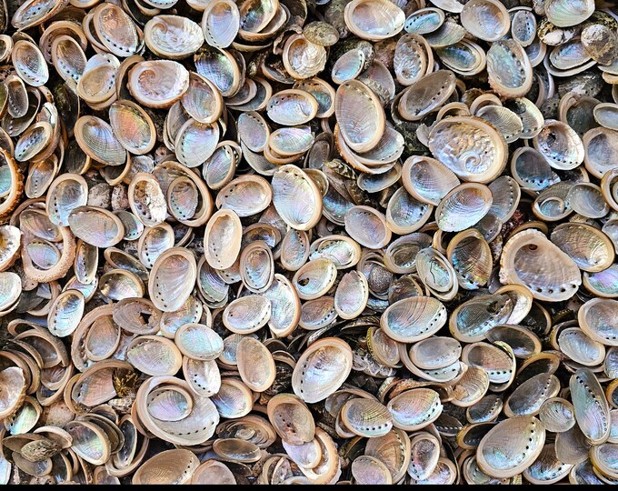 20 Baby Abalone Shells 1 1/4" up to 2 1/4". Tiny Abalone Shells for ...
