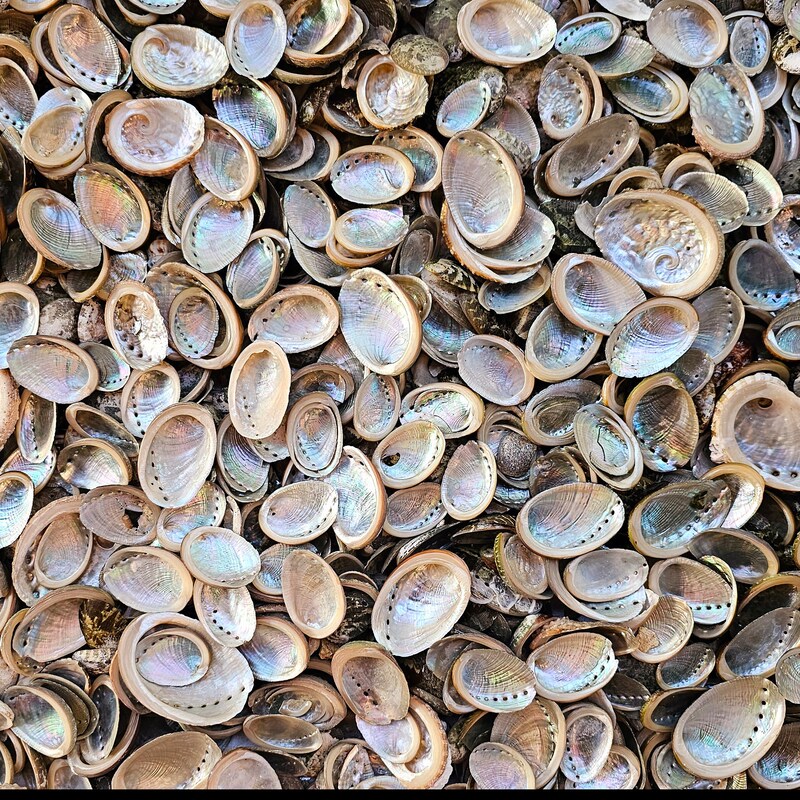 Abalone - Etsy