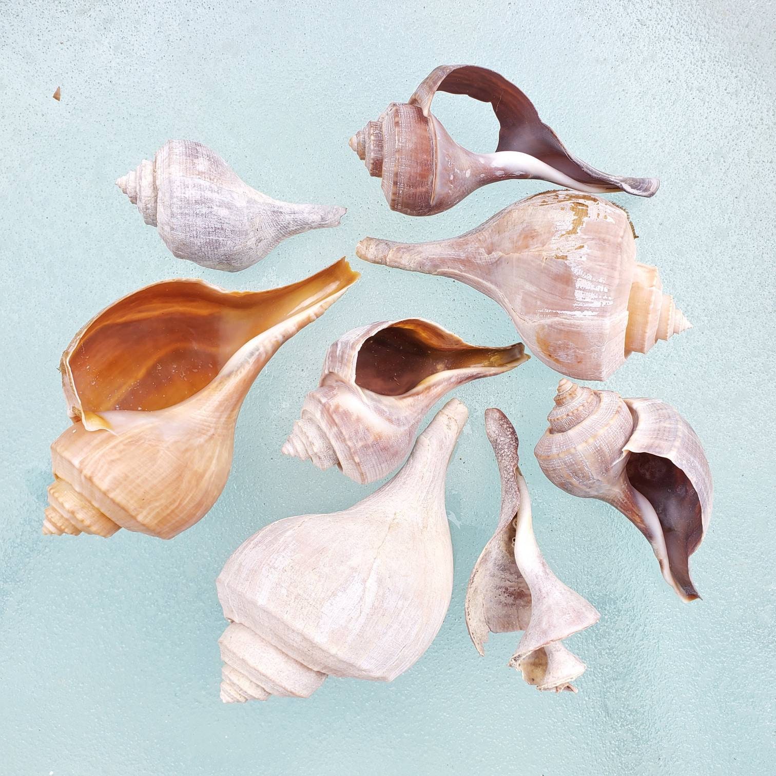 1 Gilded Channeled Whelk Shell. Multi Color Red /gold - Etsy