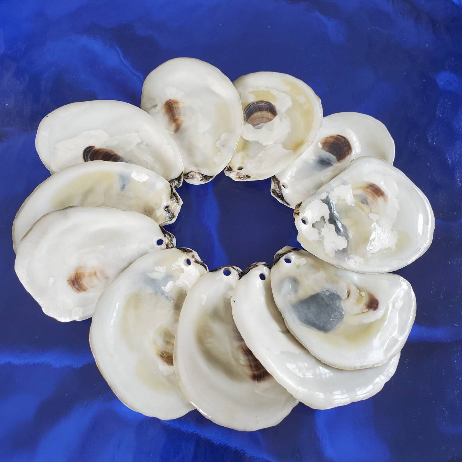 12 Large FLAT SIDE 3 1/4 up to 4 Oyster Shells. Drilled - Etsy