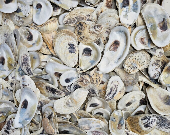100 FLAT SIDE Mixed Size Oyster Shells . Oyster Shells Flat Side Bulk ...