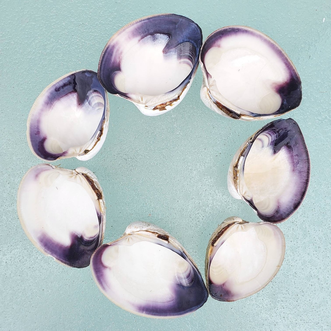 6 Small 2" up to 3" Quahog Clam Shells . Cape Cod Small Wampum Clam ...