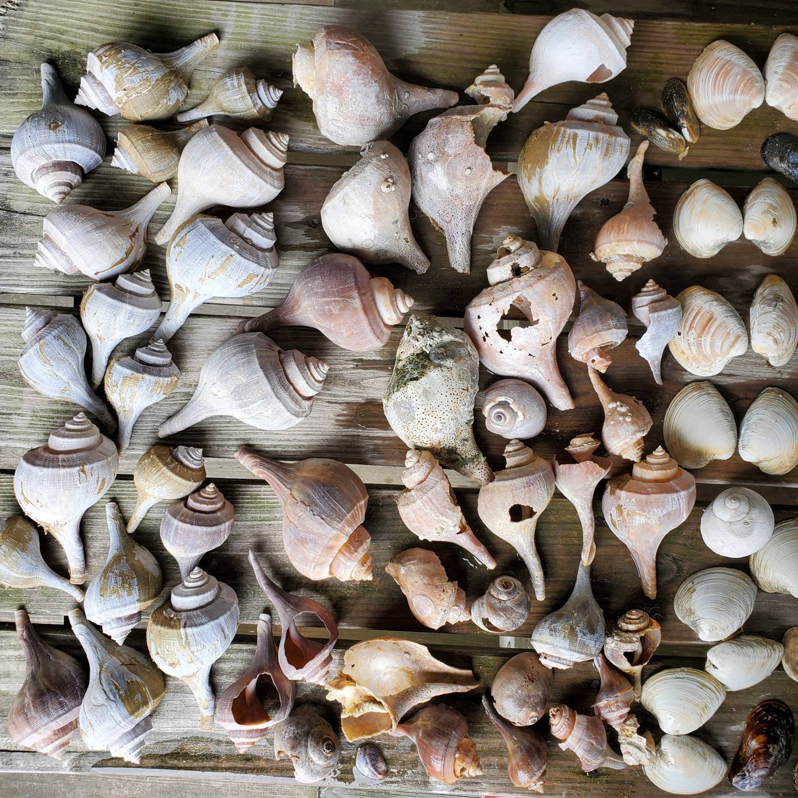 1 Gilded Channeled Whelk Shell. Multi Color Red /gold - Etsy