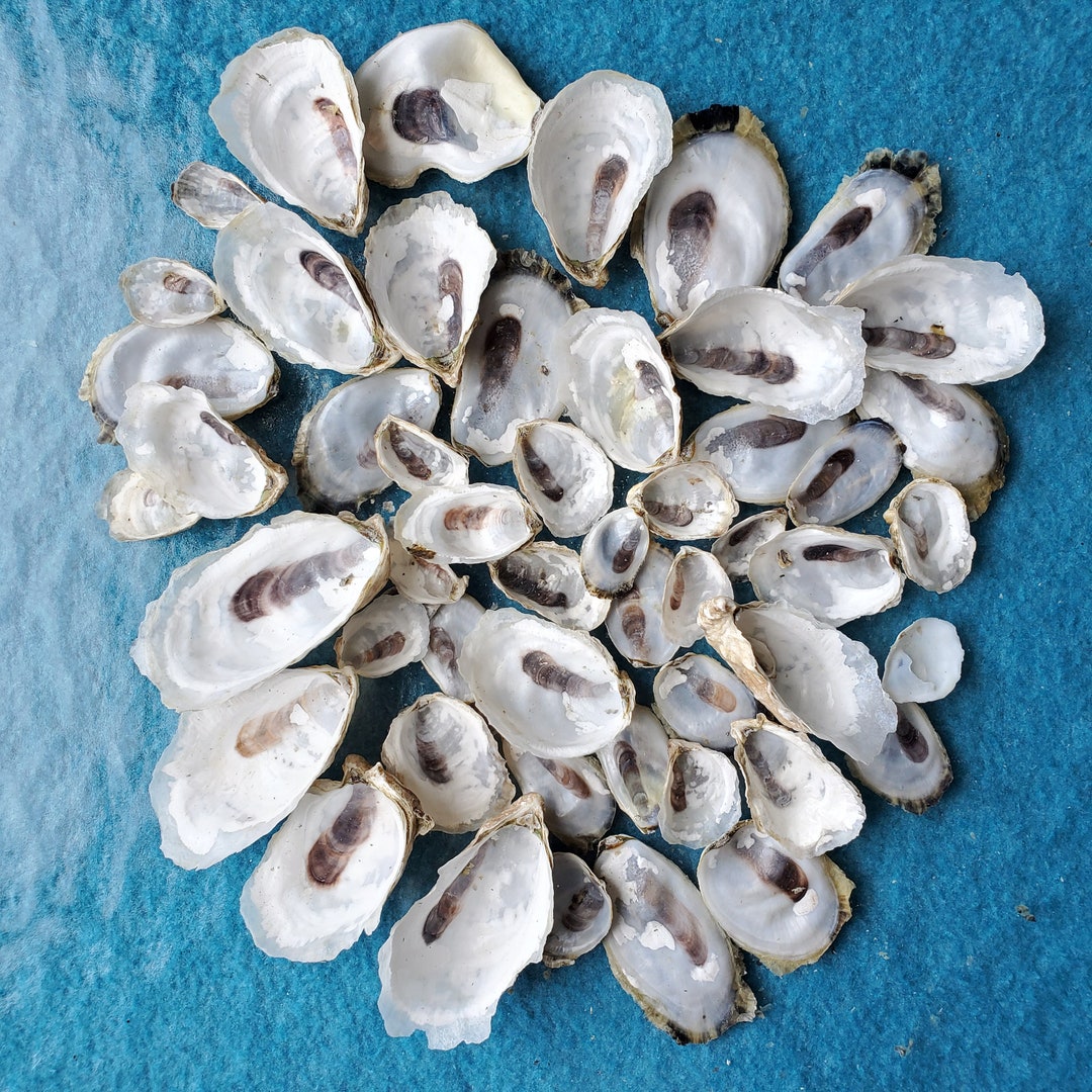 12 Tiny Little Baby Oyster Shells Cups From 1/4 up to 1 - Etsy