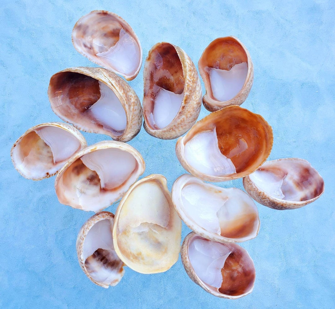 12 Slipper Shells 1" up to 1 1/4". Common Slipper Shells From Cape Cod ...