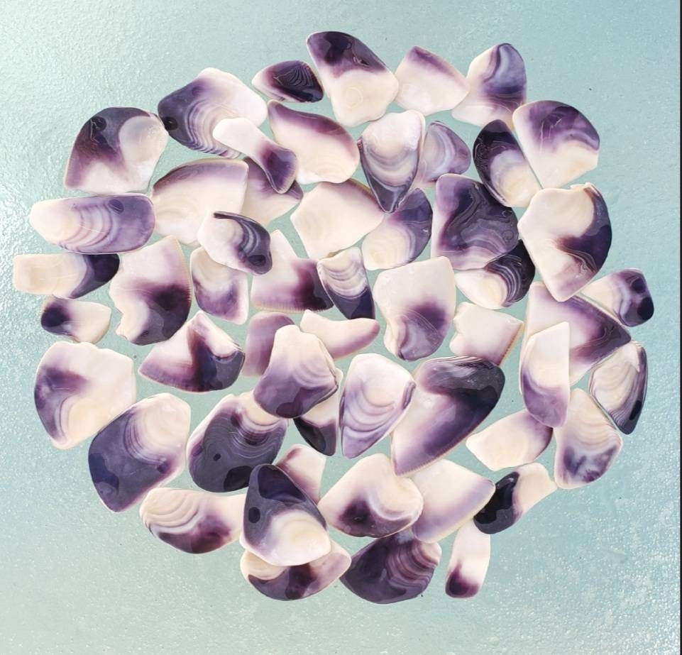 8 Small Wampum Shells Pieces. 1/2 up to 1 1/4 Purple - Etsy Singapore