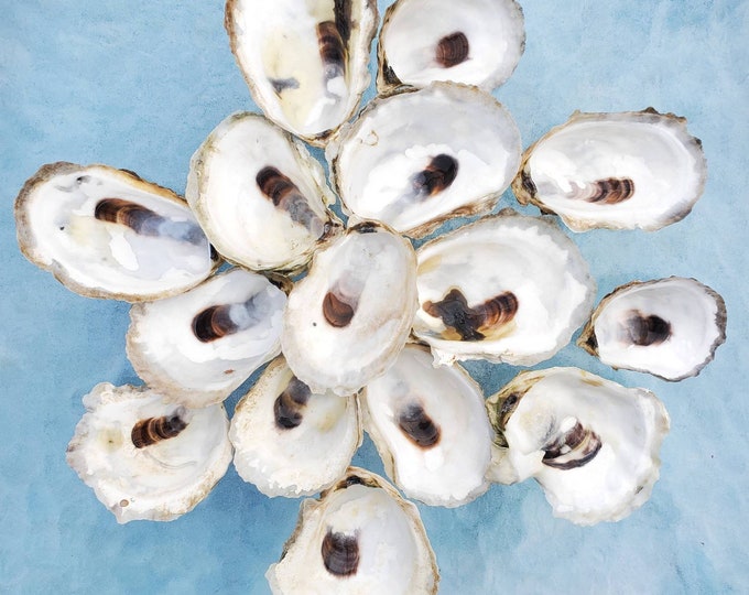 12 Small 2" up to 2 1/2" Oyster CUP Shells . Cape Cod Oyster Shells ...