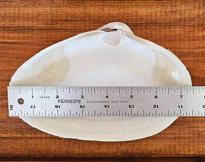 2 Large Ocean Clam Shells. Extra Large 4" up 7" Sea Clam Shells ...