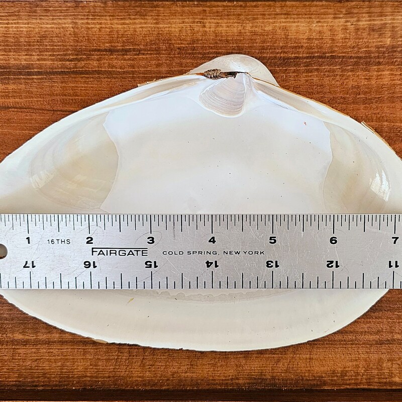 Large Shell - Etsy