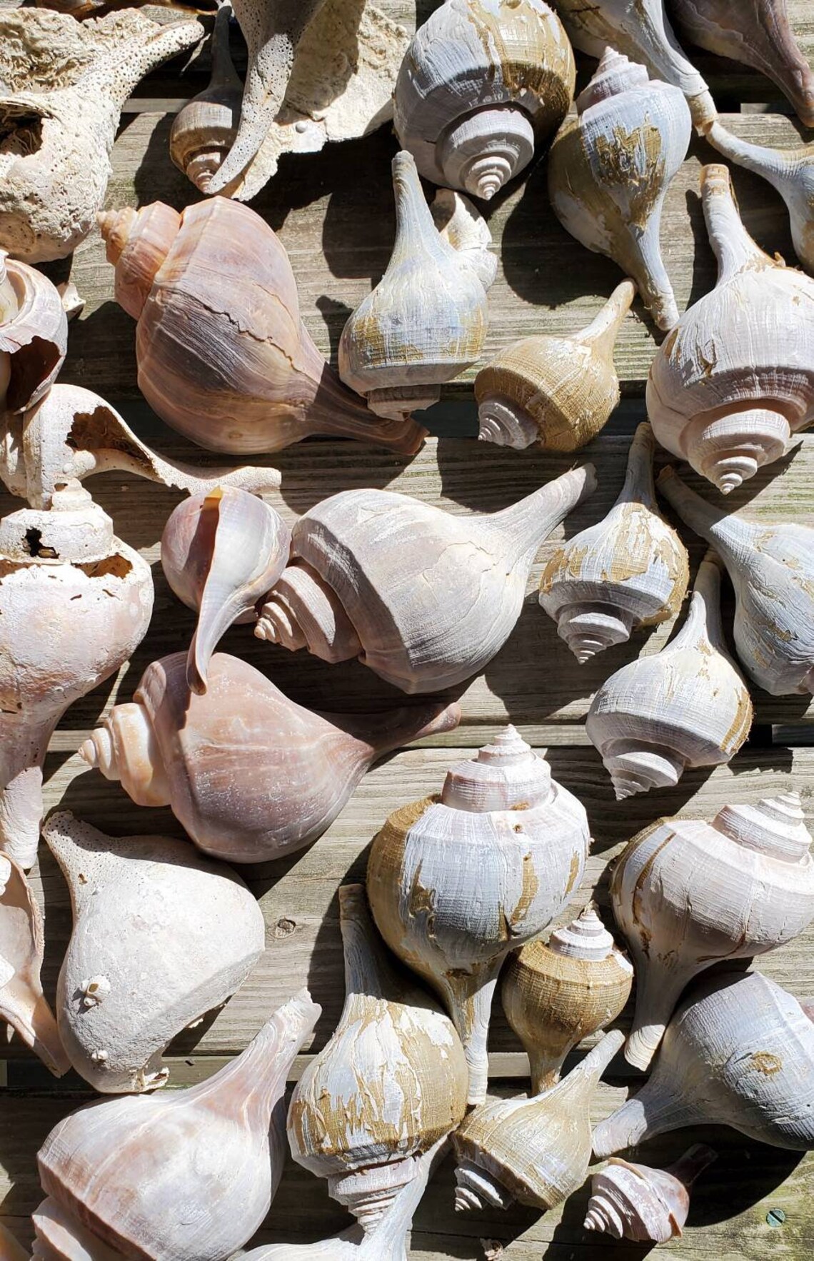 Gilded Channeled Whelk Shell. Multi Color Blue / Green - Etsy