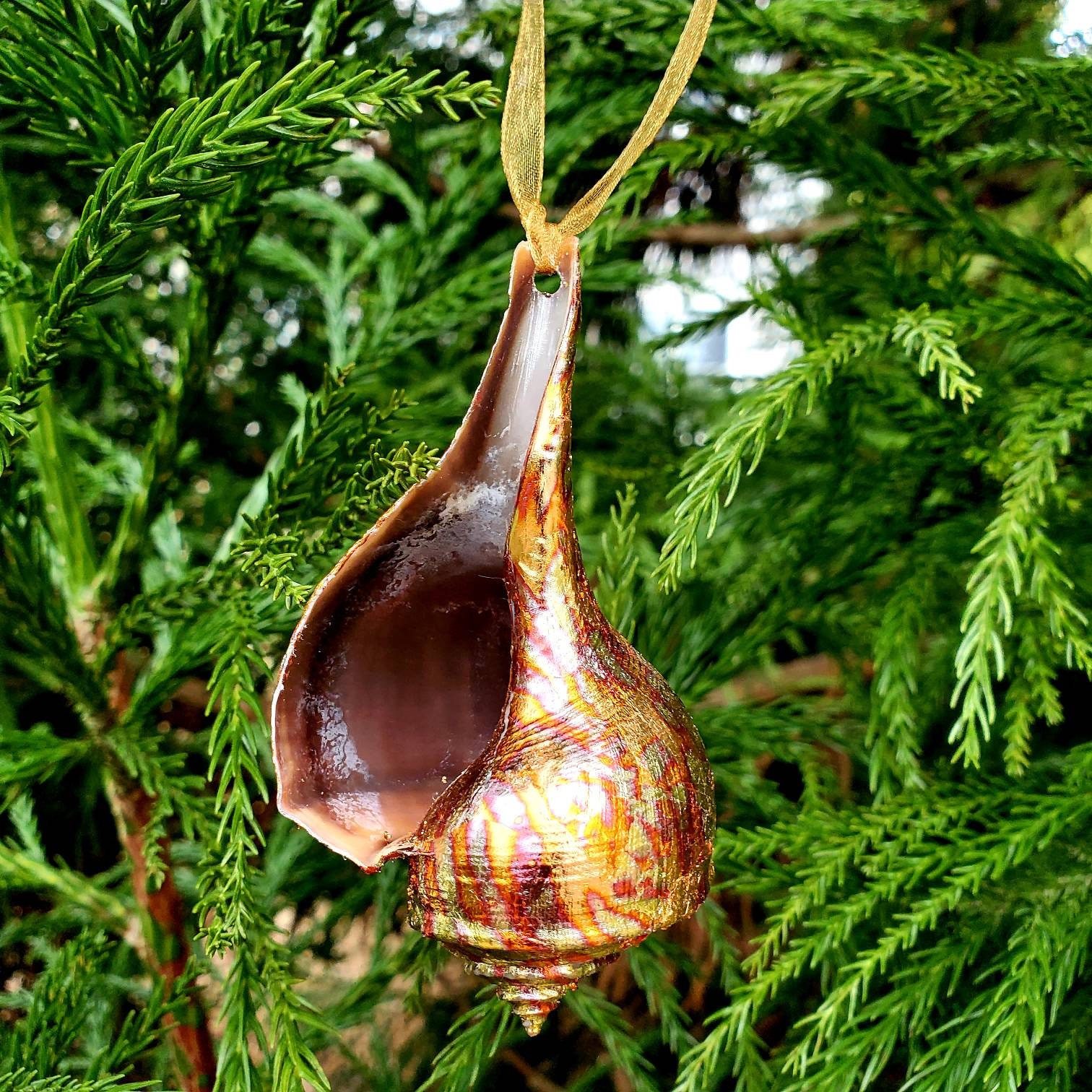 1 Gilded Channeled Whelk Shell. Multi Color Red /gold - Etsy