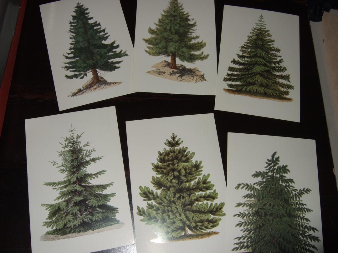 SIX Vintage Style Pine Tree Illustration Postcards - Vintage Botanical ...