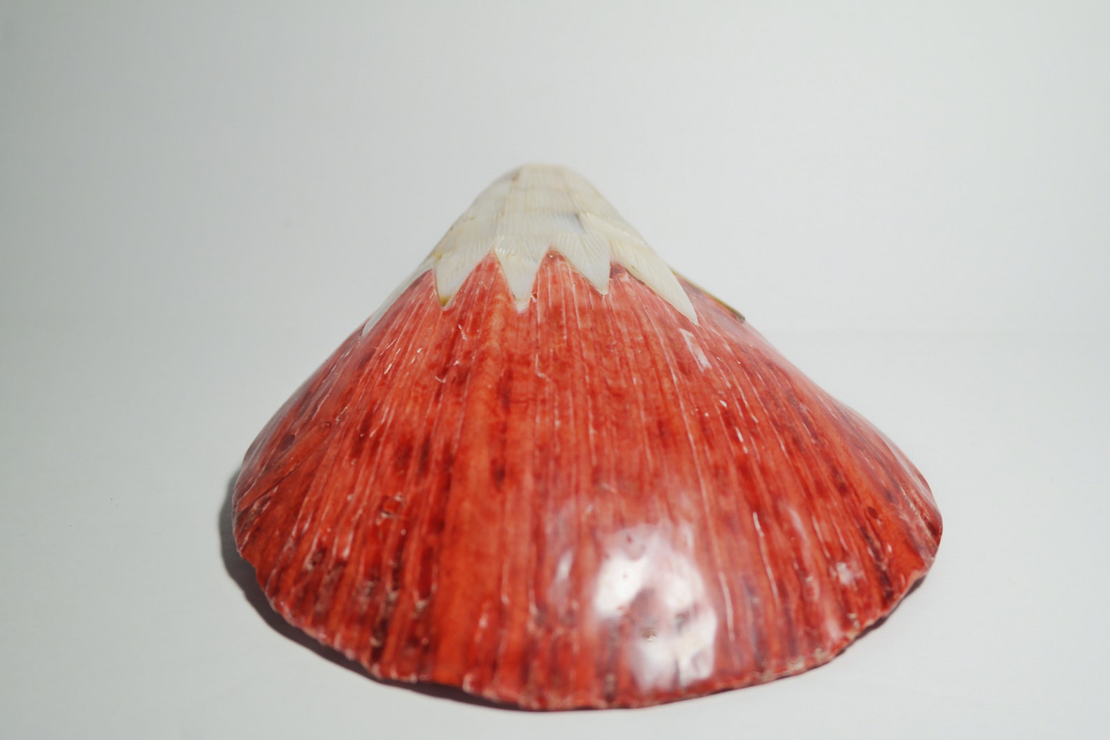 Red Spiny Oyster Shell With Eagle Head Carving - Etsy