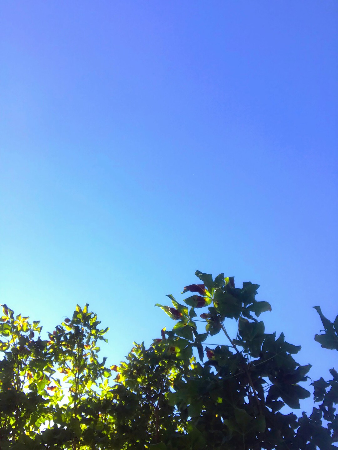 Blue Sky Tree Photography Print, Nature Wall Art (digital Download) - Etsy