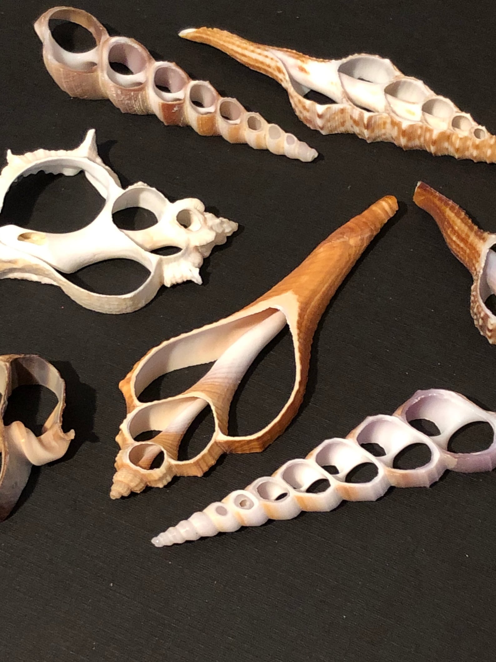 4 Assorted Large Center Cut Seashell Slices Shells for Resin - Etsy