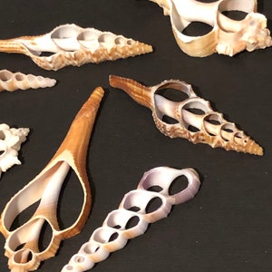 4 Assorted Large Center Cut Seashell Slices Shells for Resin - Etsy