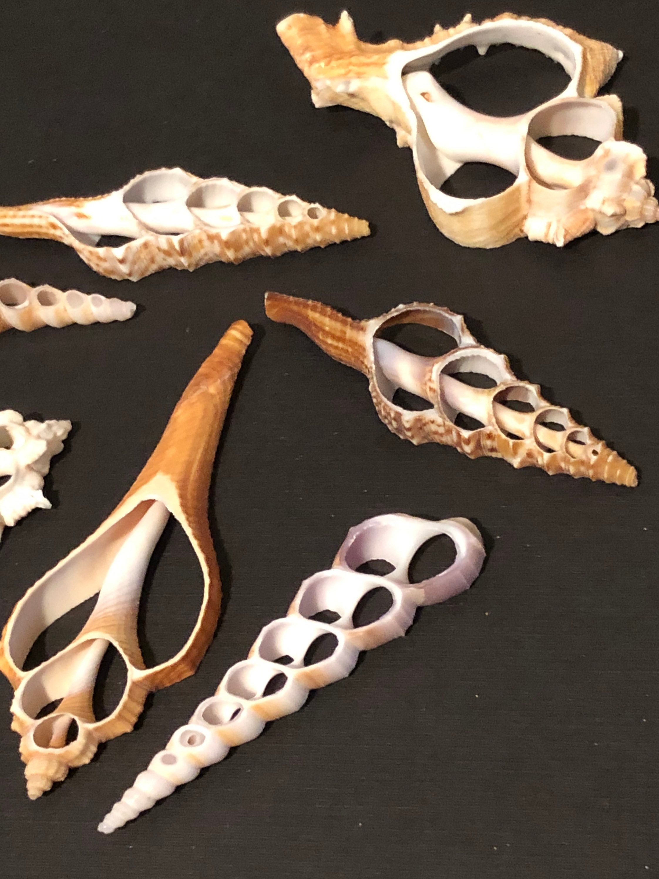 4 Assorted Large Center Cut Seashell Slices Shells for Resin - Etsy