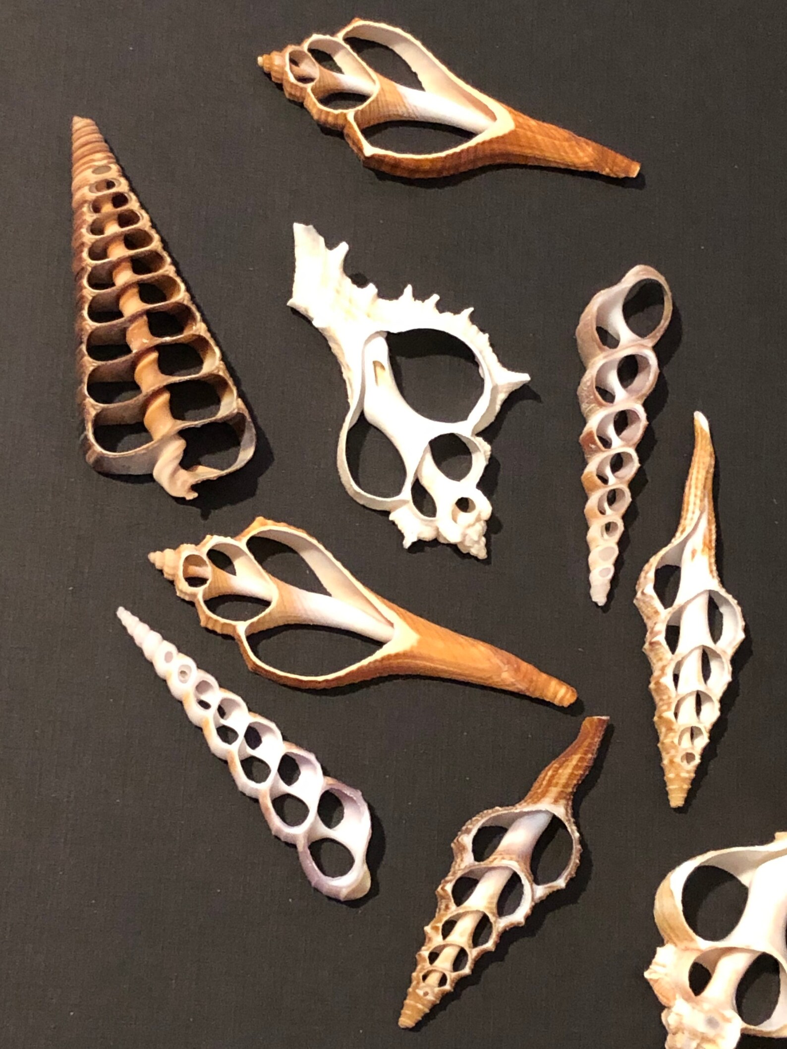 4 Assorted Large Center Cut Seashell Slices Shells for Resin - Etsy