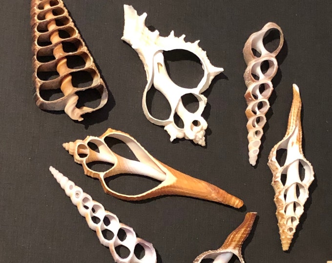 4 Assorted Large Center Cut Seashell Slices Shells for Resin Clay ...