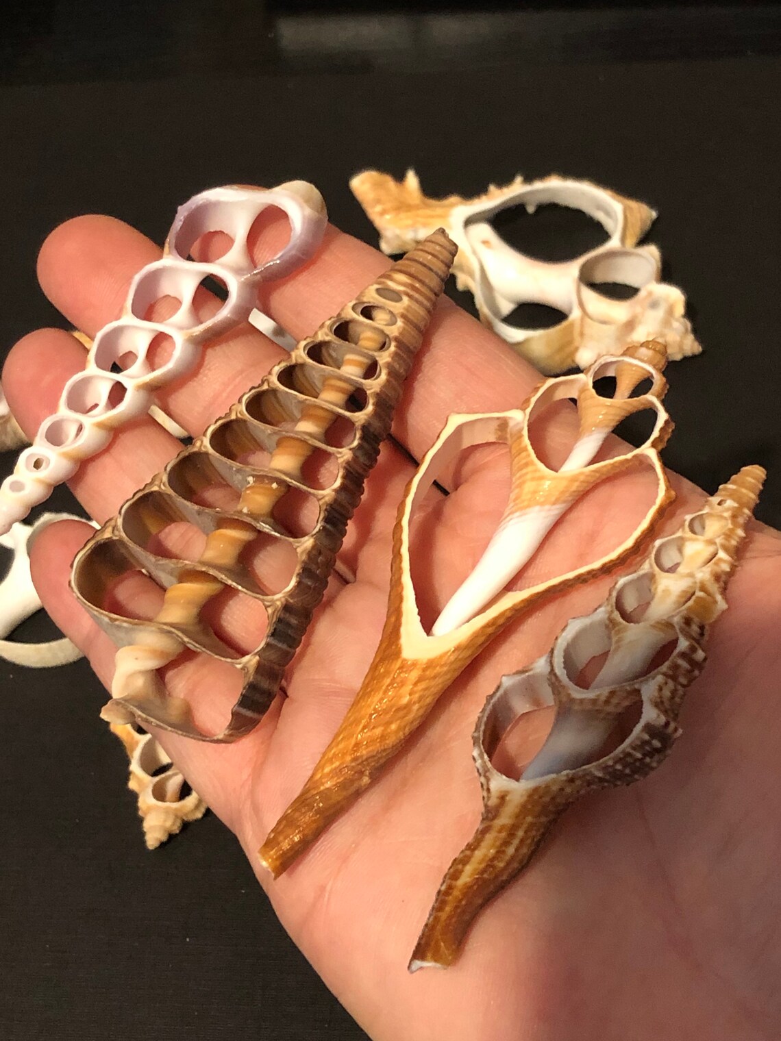 4 Assorted Large Center Cut Seashell Slices Shells for Resin - Etsy