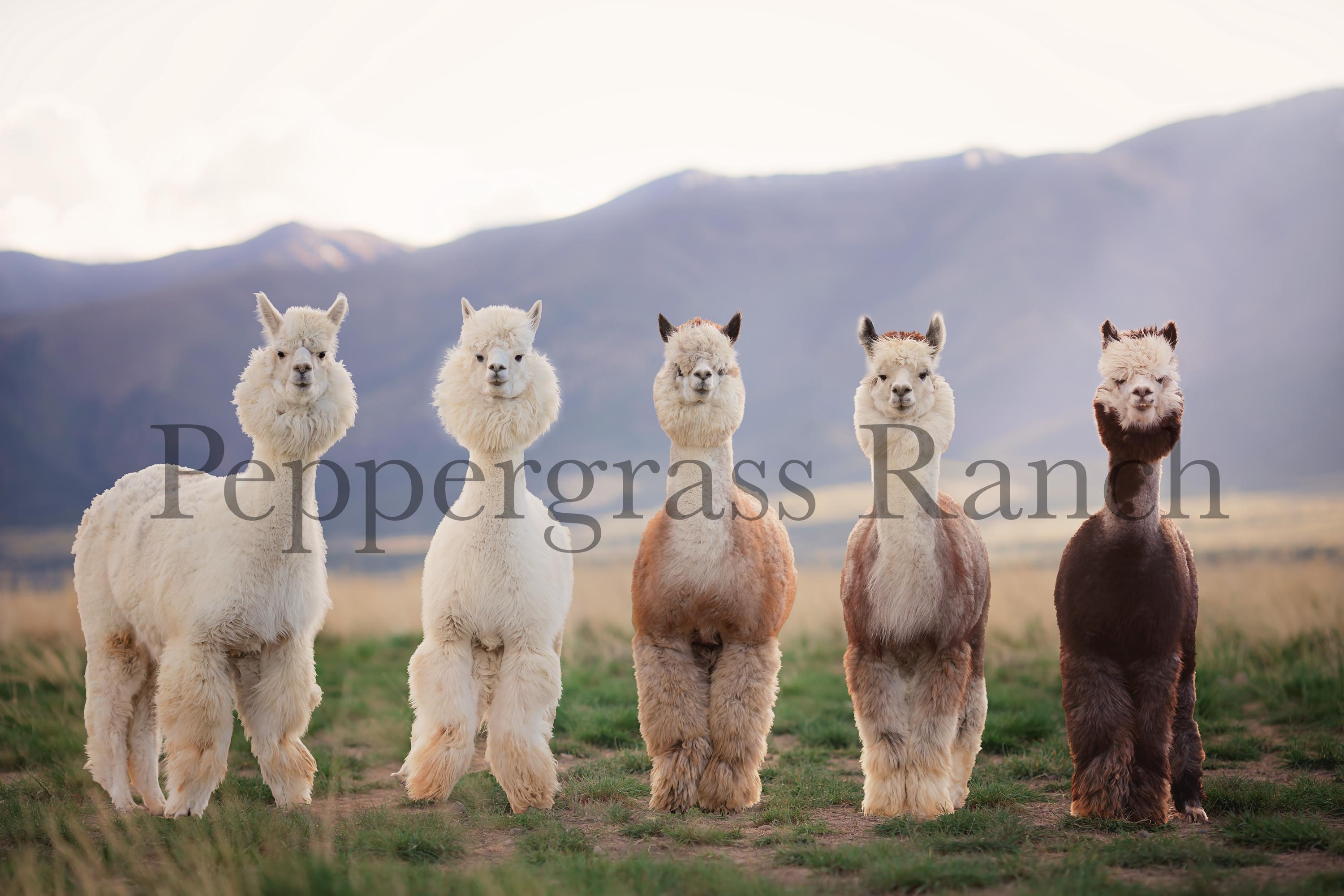 Majestic Alpaca Print - Fine Art Farm Animal Photography, Utah Alpacas ...