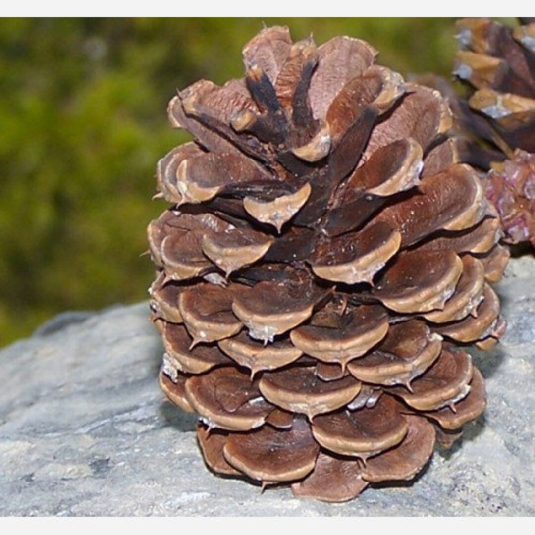Colorado Ponderosa Pine Cones 25 Cones - Etsy