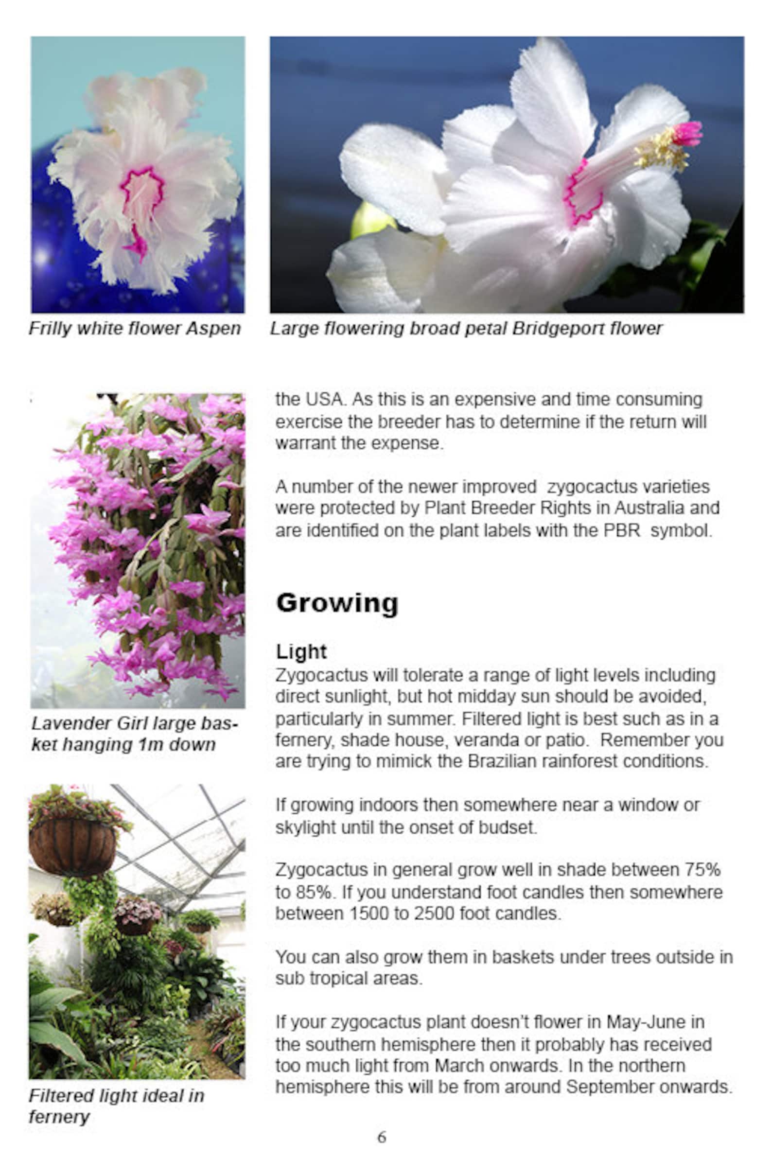 Growing Zygocactus (christmas Cactus) Schlumbergera Truncata Hybrids ...