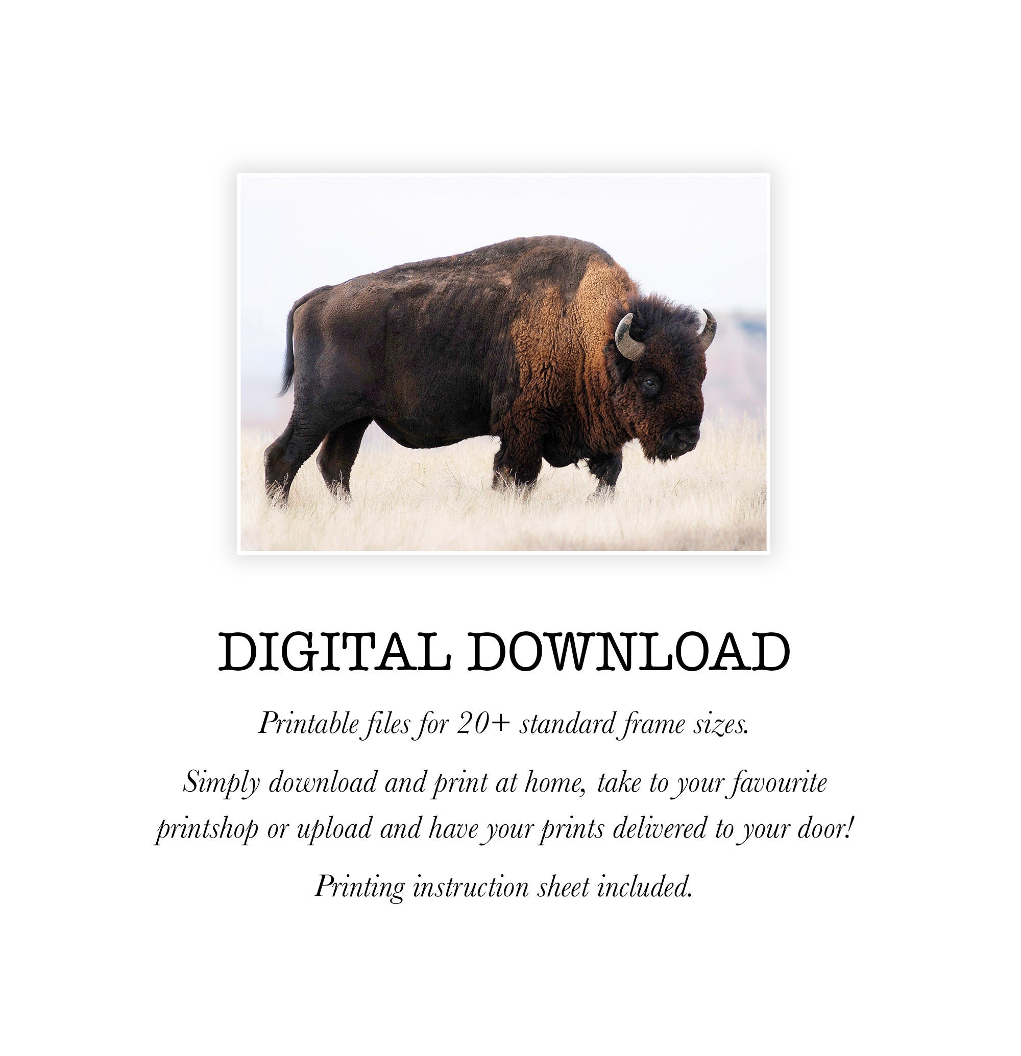Bison Buffalo Wall Art Print Digital Download Photography - Etsy
