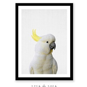 Cockatoo Print, Australian Bird, Animal Photo Wall Art, Colour ...