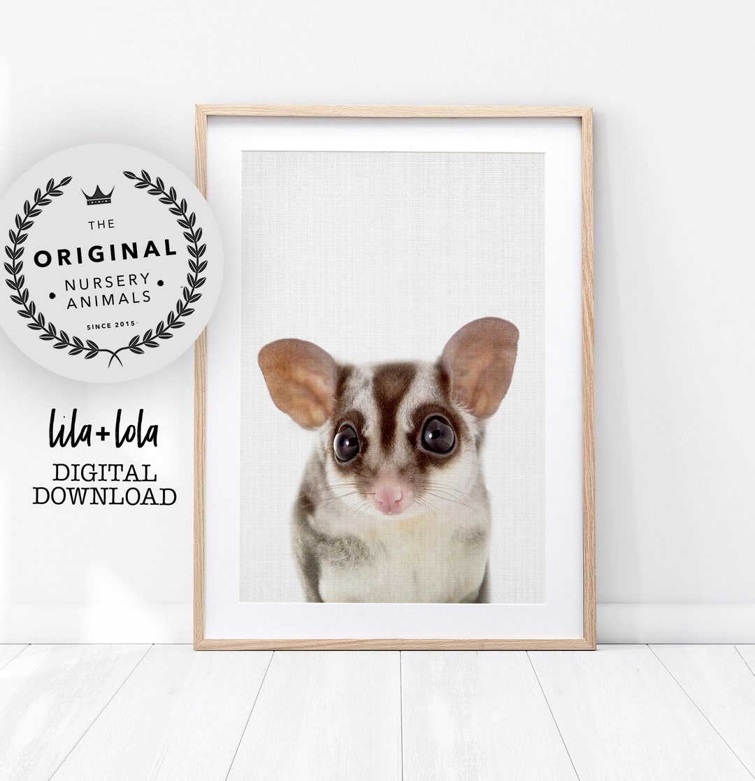 Baby Sugar Glider Print, Australian Nursery Animal Decor - Printed Wall ...