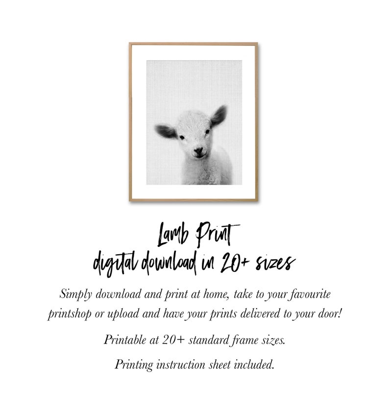 Lamb Print Nursery Farm Animalwall Art Digital Download - Etsy