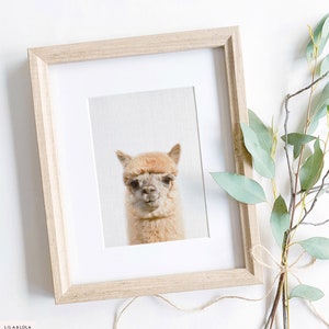 Alpaca Print, Llama Wall Art - Printed and Shipped Poster - Nursery ...