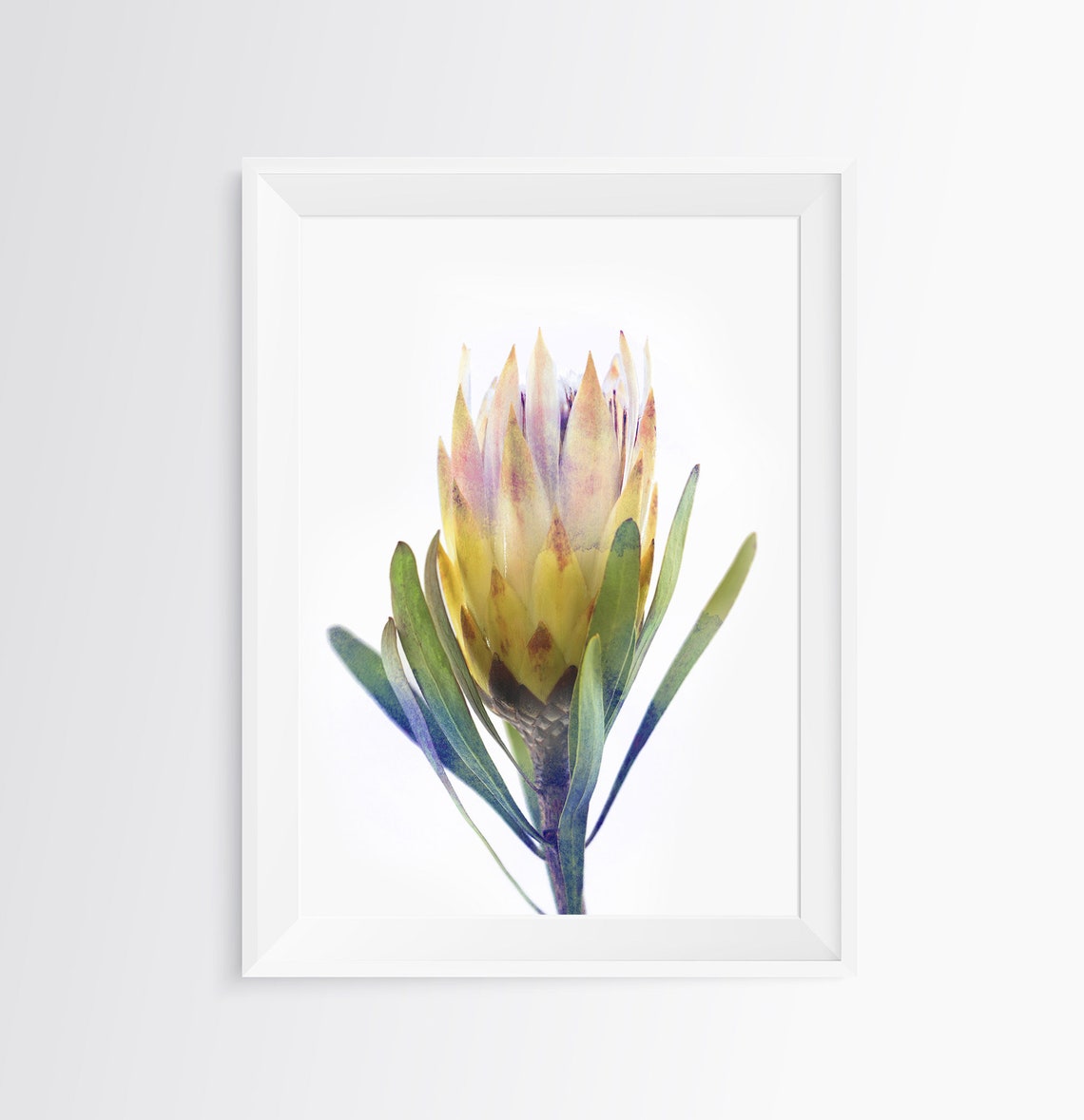 Protea Print Australian Native Flower Wall Art Printable | Etsy