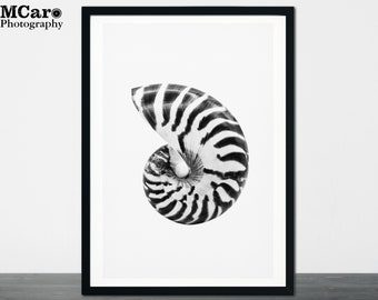 Nautilus Shell Print Black and White Nautilus Photography - Etsy
