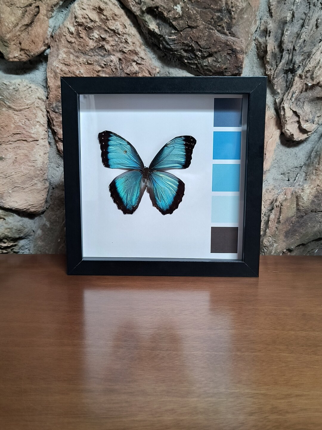 Pantone Butterfly Frame Real Ethically Sourced Butterfly Blue Color ...