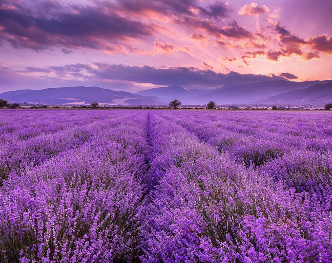 Northcott LAVENDER FIELDS Quilt Fabric 28 X 44 Panel DP23824 84 ...