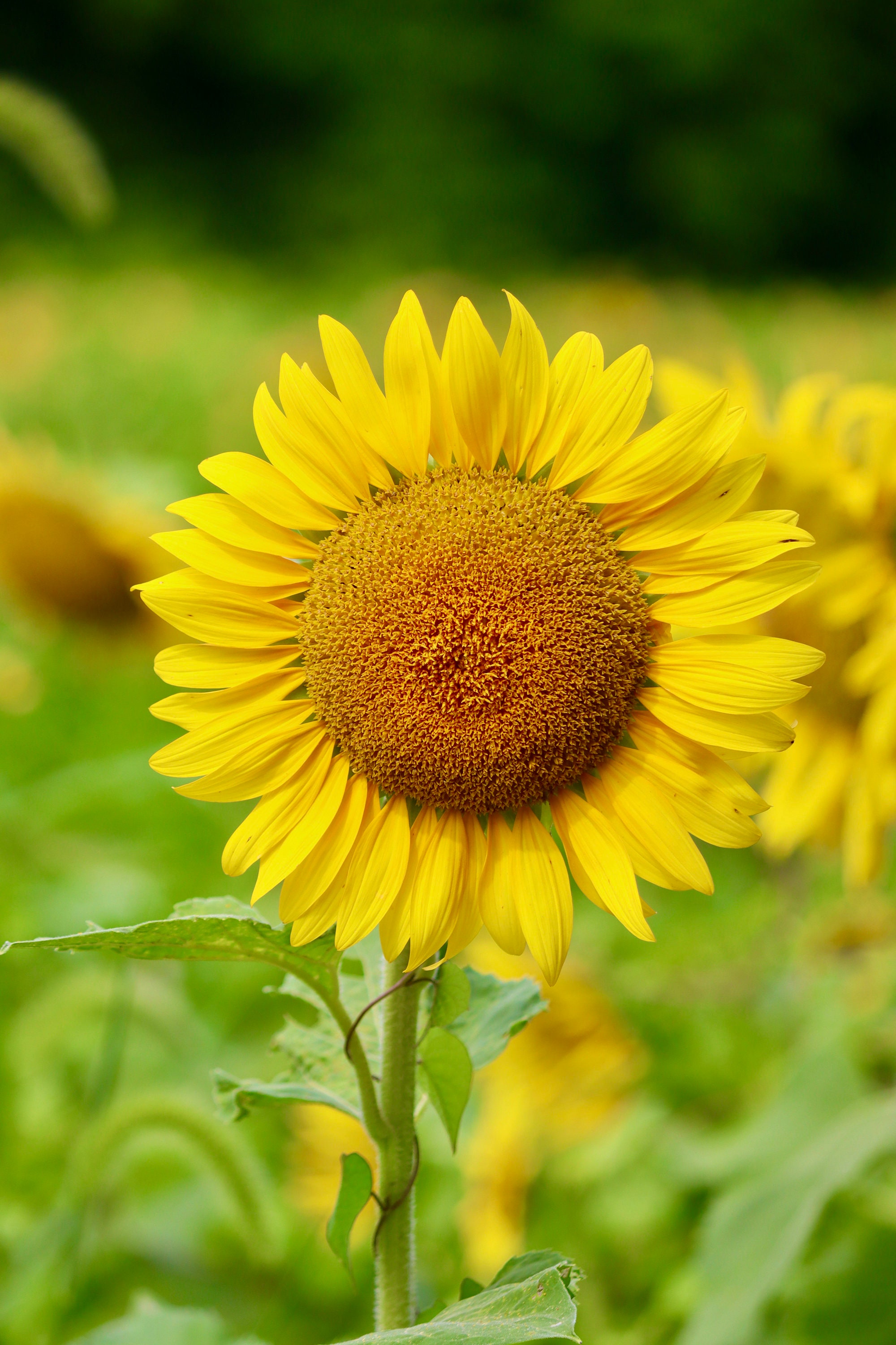 Single Yellow Sunflower by Kandra James - Etsy UK
