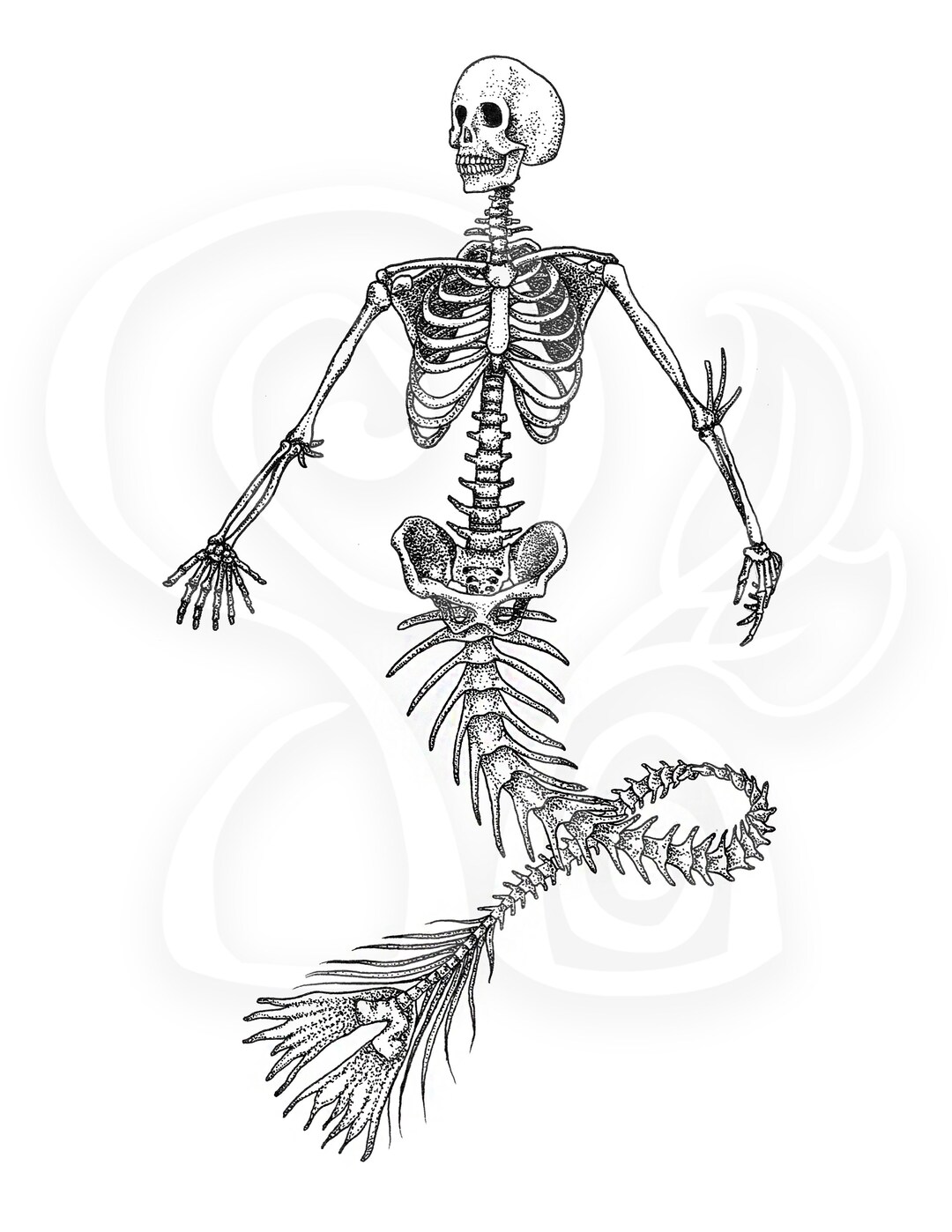Mermaid Anatomy (giclée Print) - Etsy