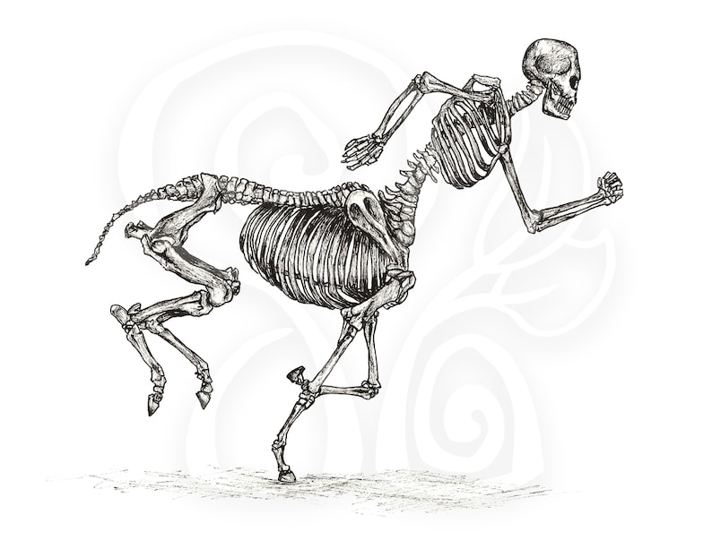 Centaur Anatomy giclée Print - Etsy